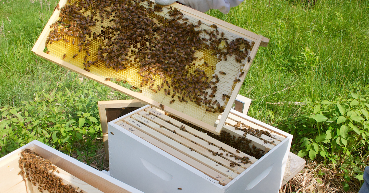 The Biologist and the Beekeeper | Gordon College